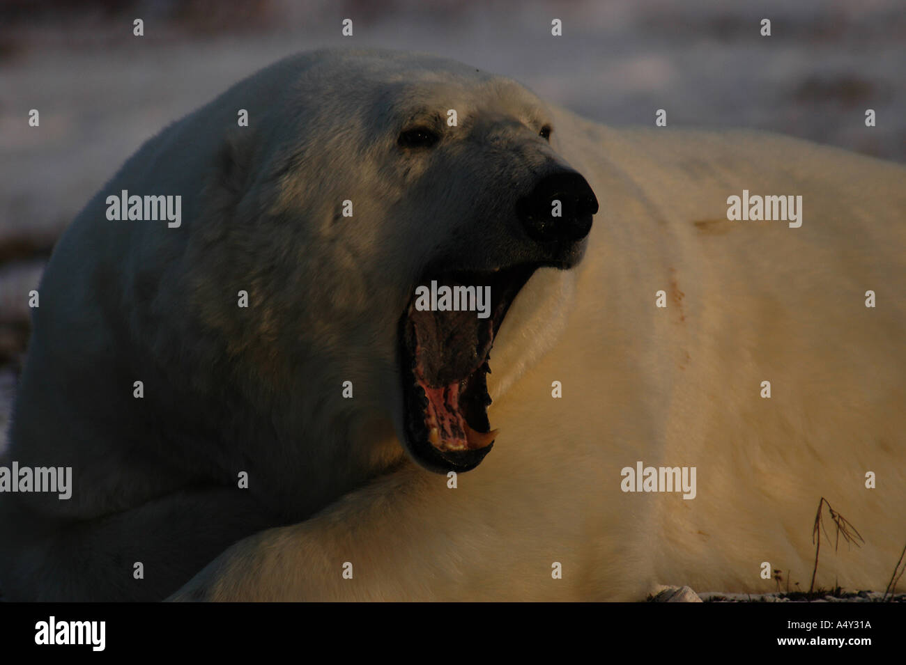 Polar Bear Ursus maritimus Male winter tundra arctic ice marine mammal ...