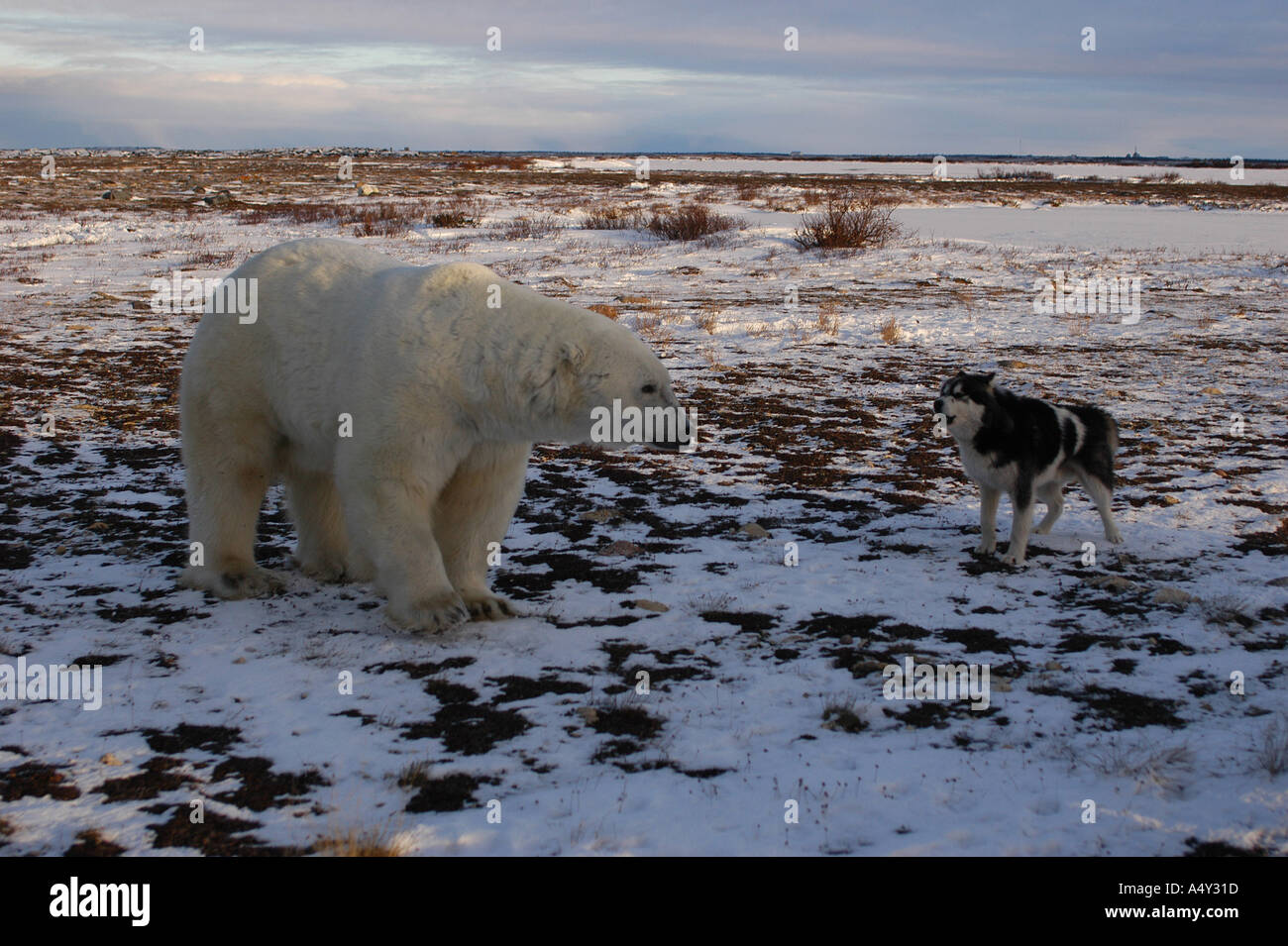 Polar Bear Ursus maritimus winter tundra arctic ice marine mammal snow ...