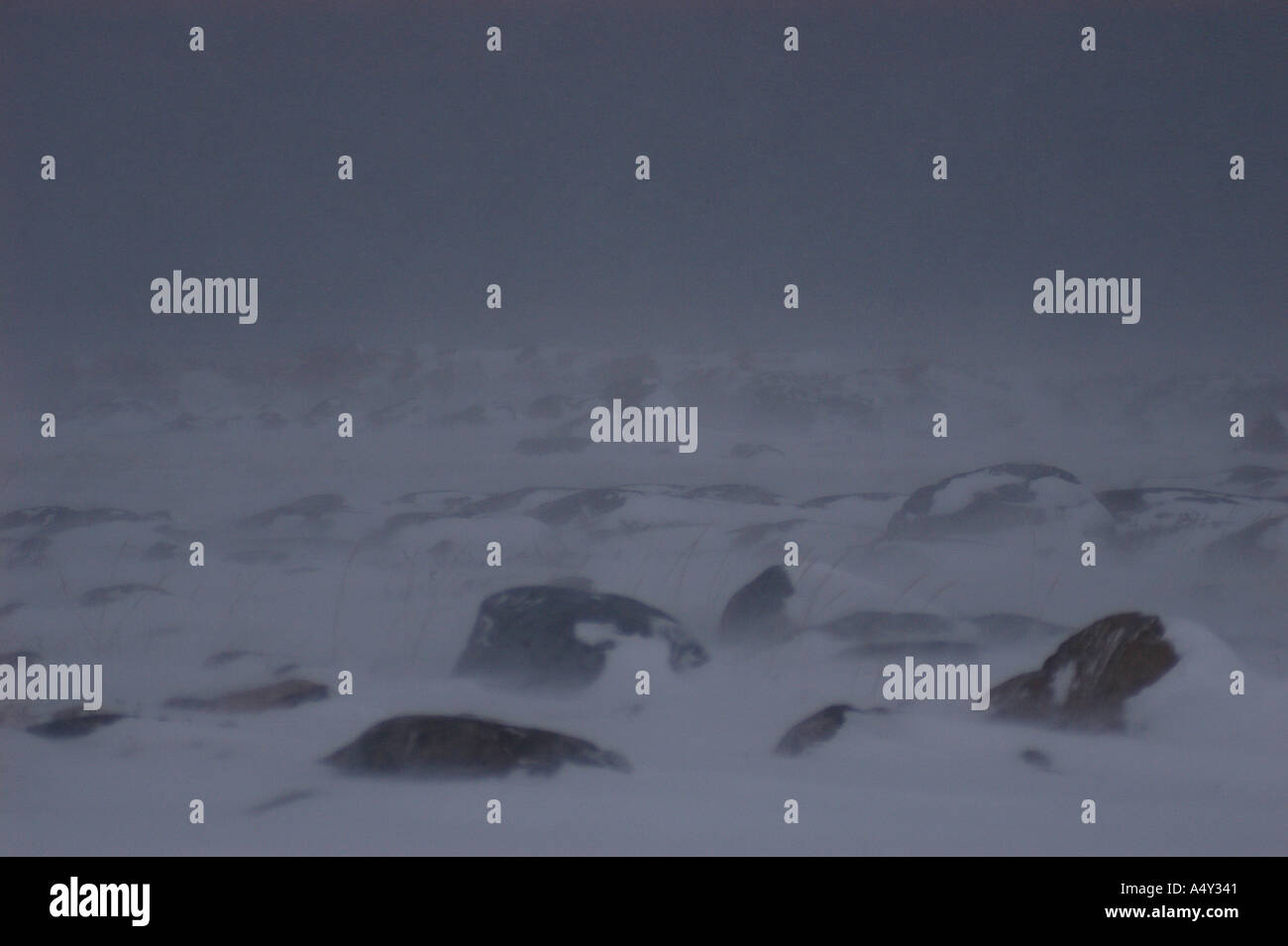 Snow blizzard Hudson Bay Churchill Canada winter tundra arctic ice ...