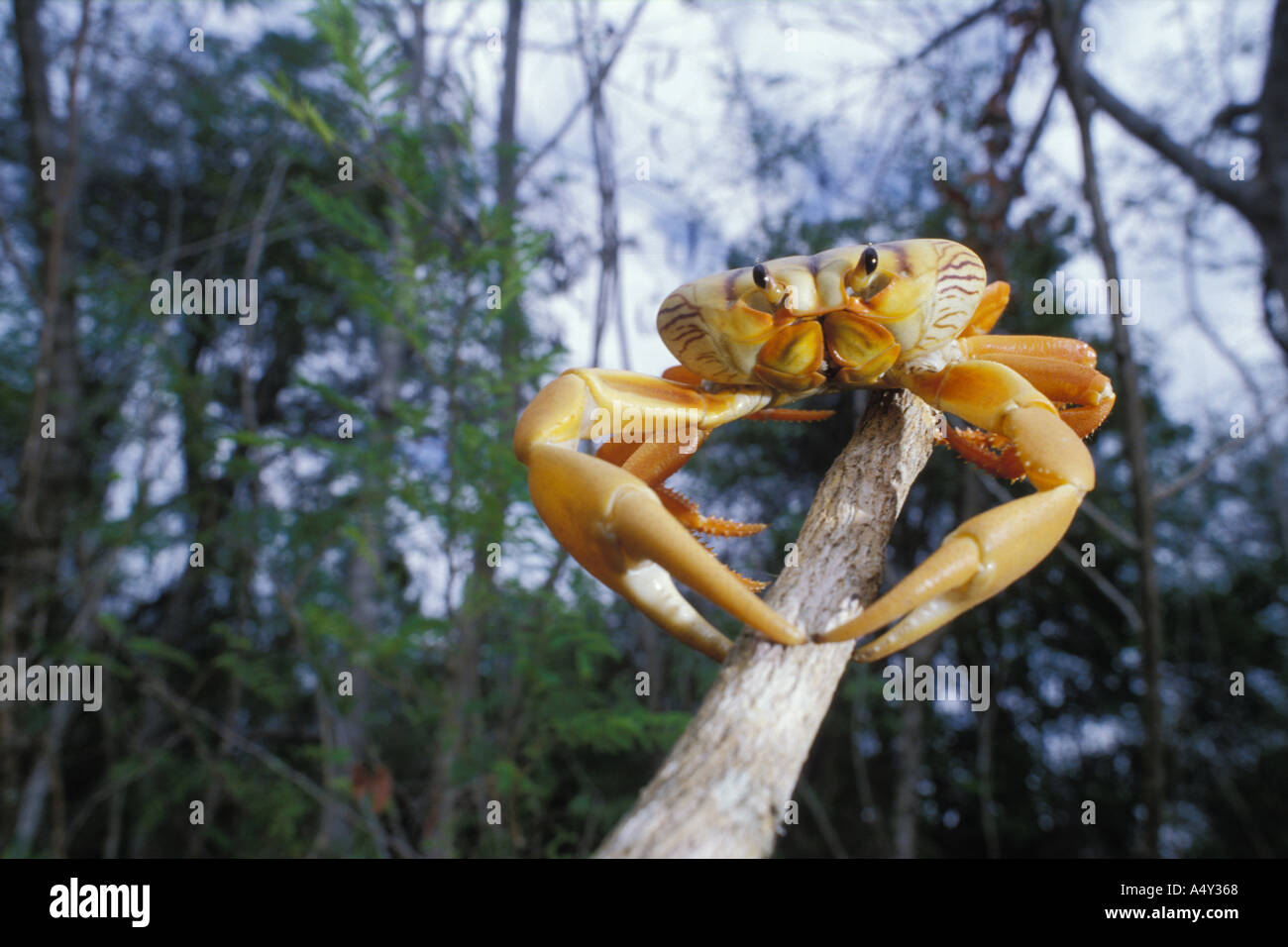 Mangrove Land Crab likely to be Cardisoma guanhumi Maria La Gorda ...