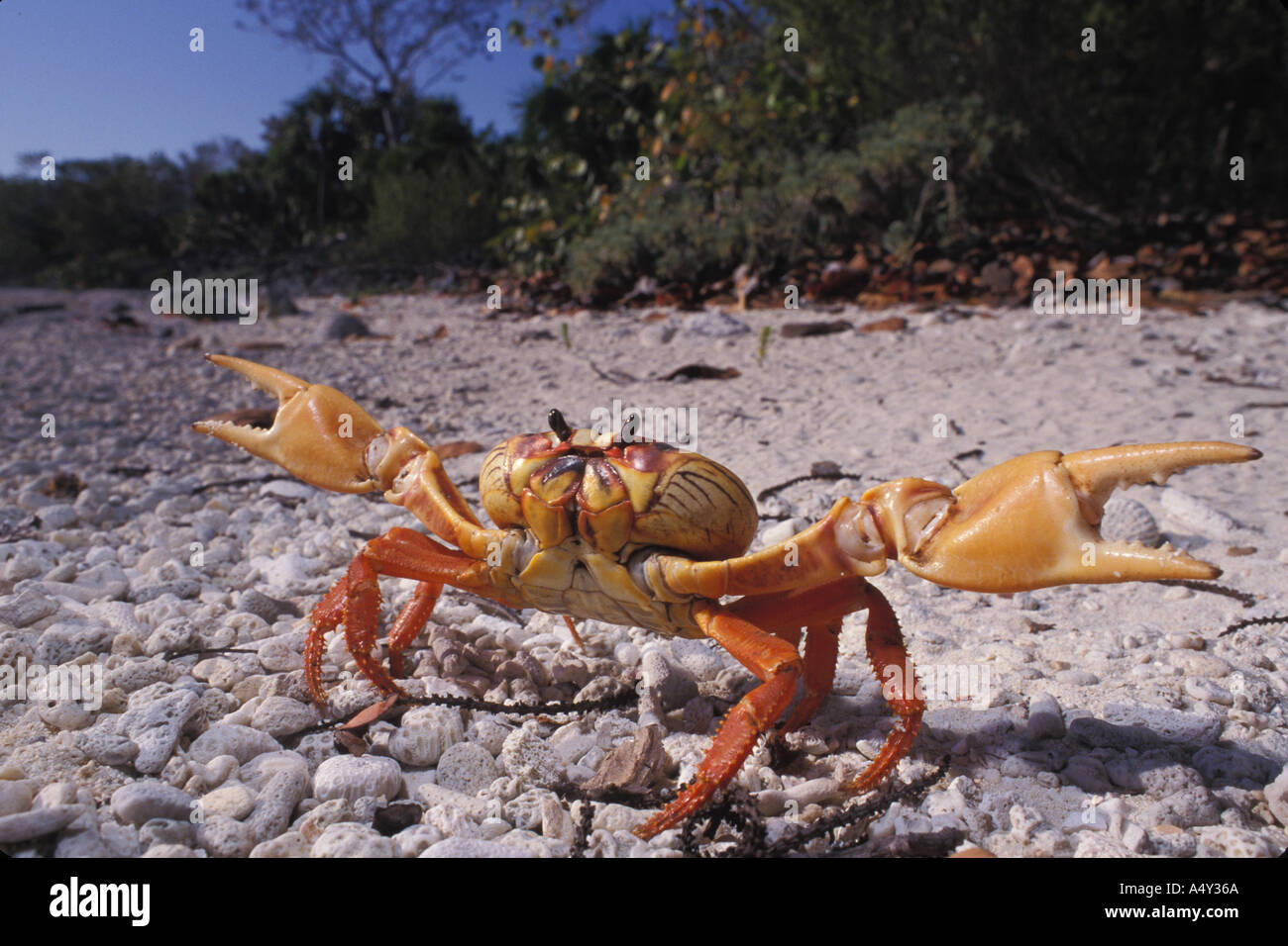 Mangrove Land Crab likely to be Cardisoma guanhumi Maria La Gorda ...