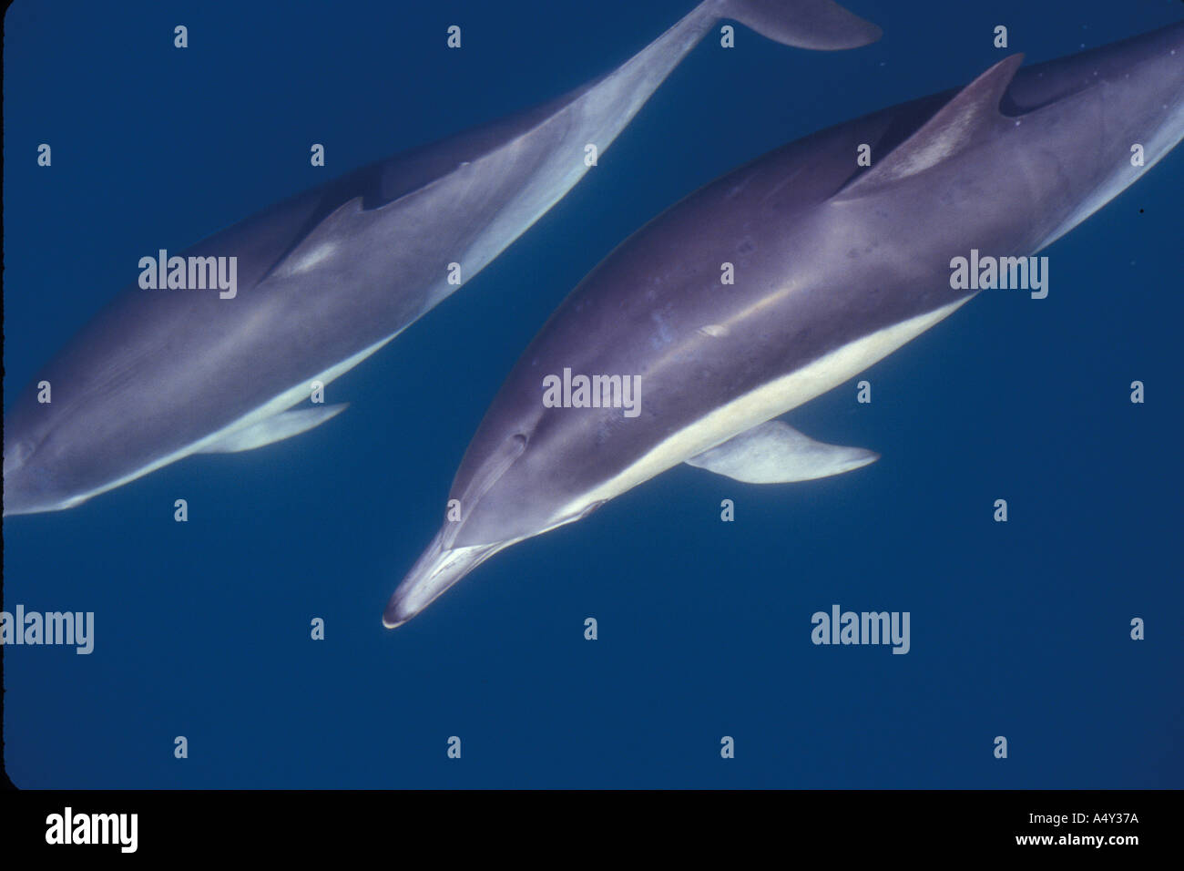 long beaked common dolphin Delphinus capensis Baja California Mexico ...