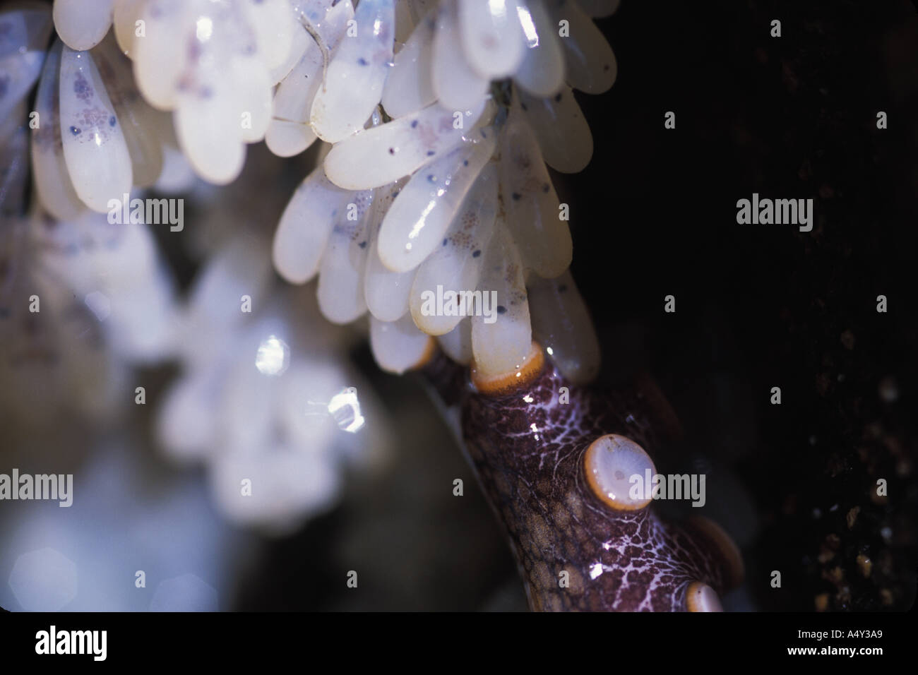 octopus Octopus sp guarding eggs Baja California Mexico Pacific Ocean ...