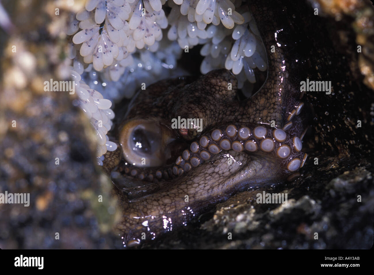 octopus Octopus sp guarding eggs Baja California Mexico Pacific Ocean ...