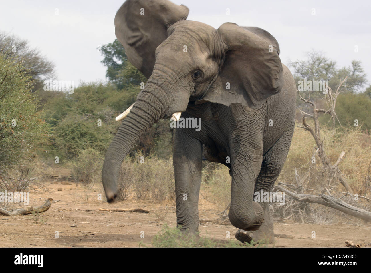 Bull Elephant Mock Charge Hi Res Stock Photography And Images Alamy