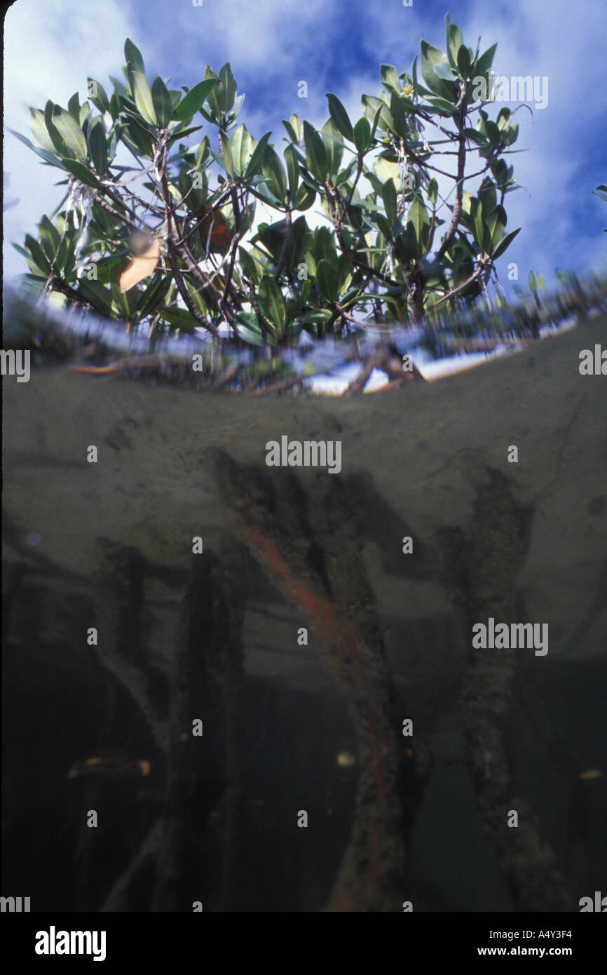underwater view of red mangrove roots Rhizophora mangle san ignacio ...