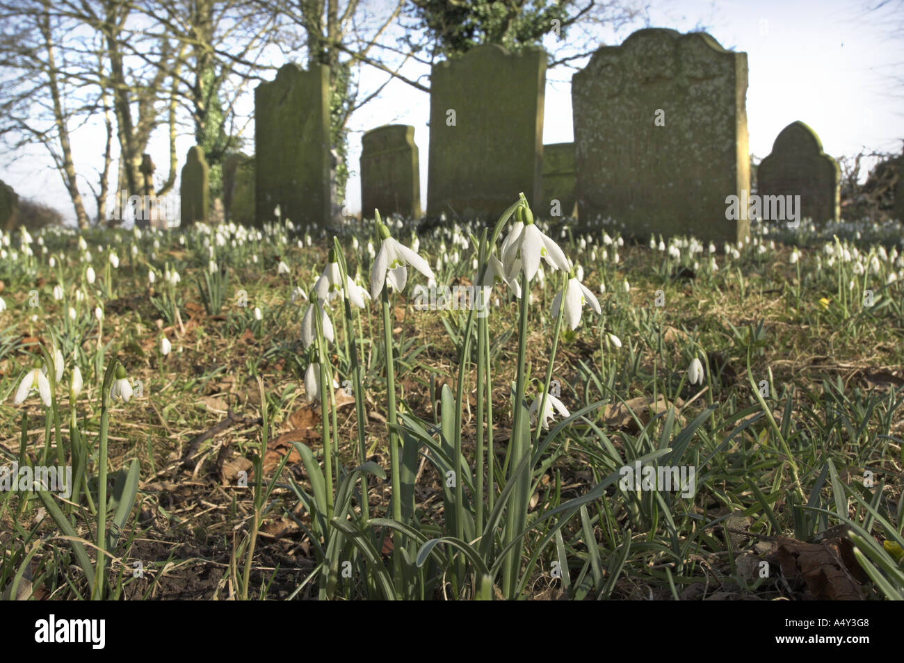 Graveyard gravestone snowdrops hi-res stock photography and images - Alamy