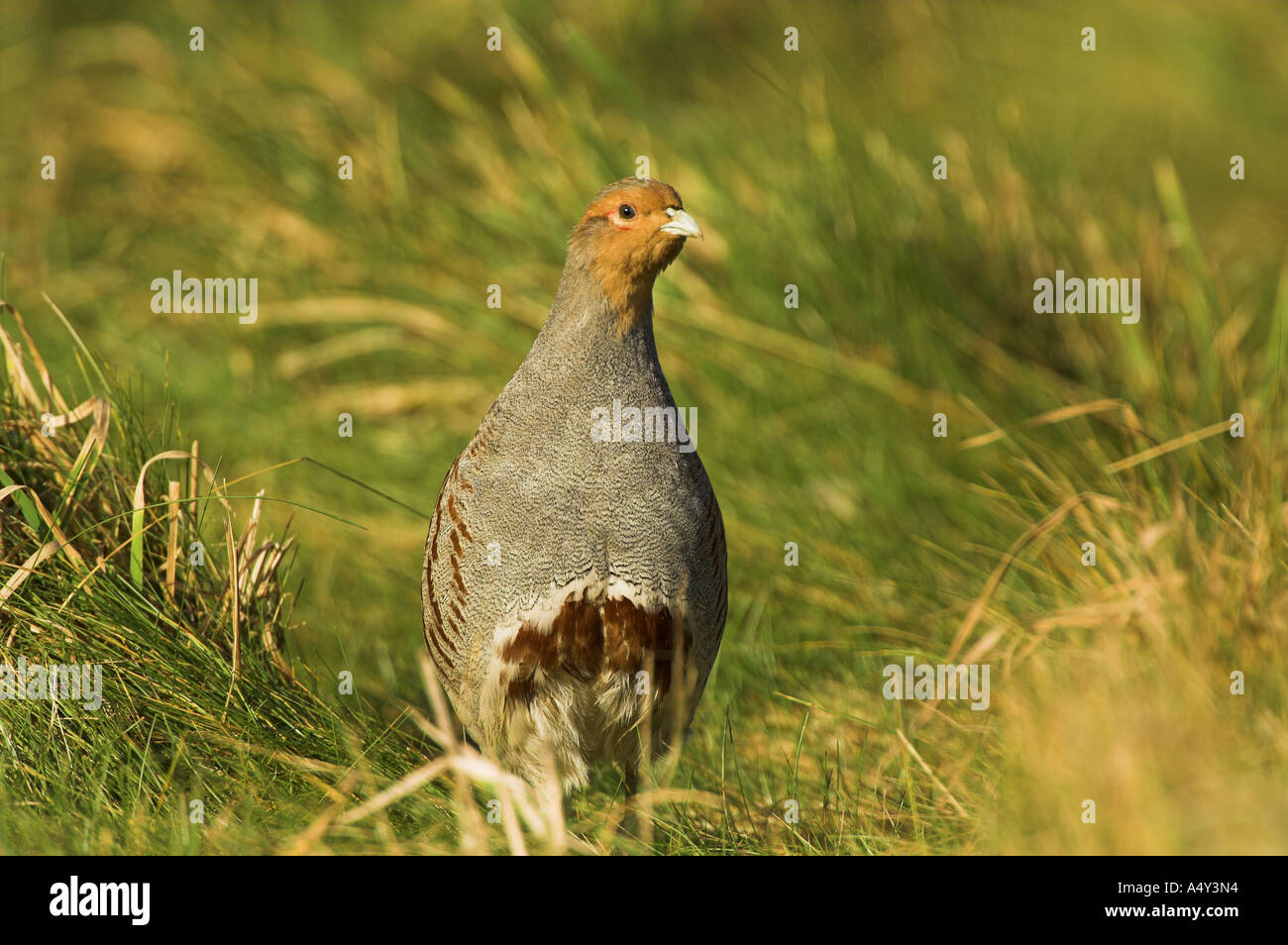 Conservation perdix perdix hi-res stock photography and images - Alamy