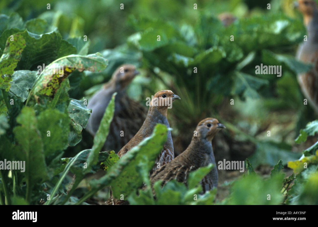 English partridge perdix perdix covey amongst sugar beet crop in ...