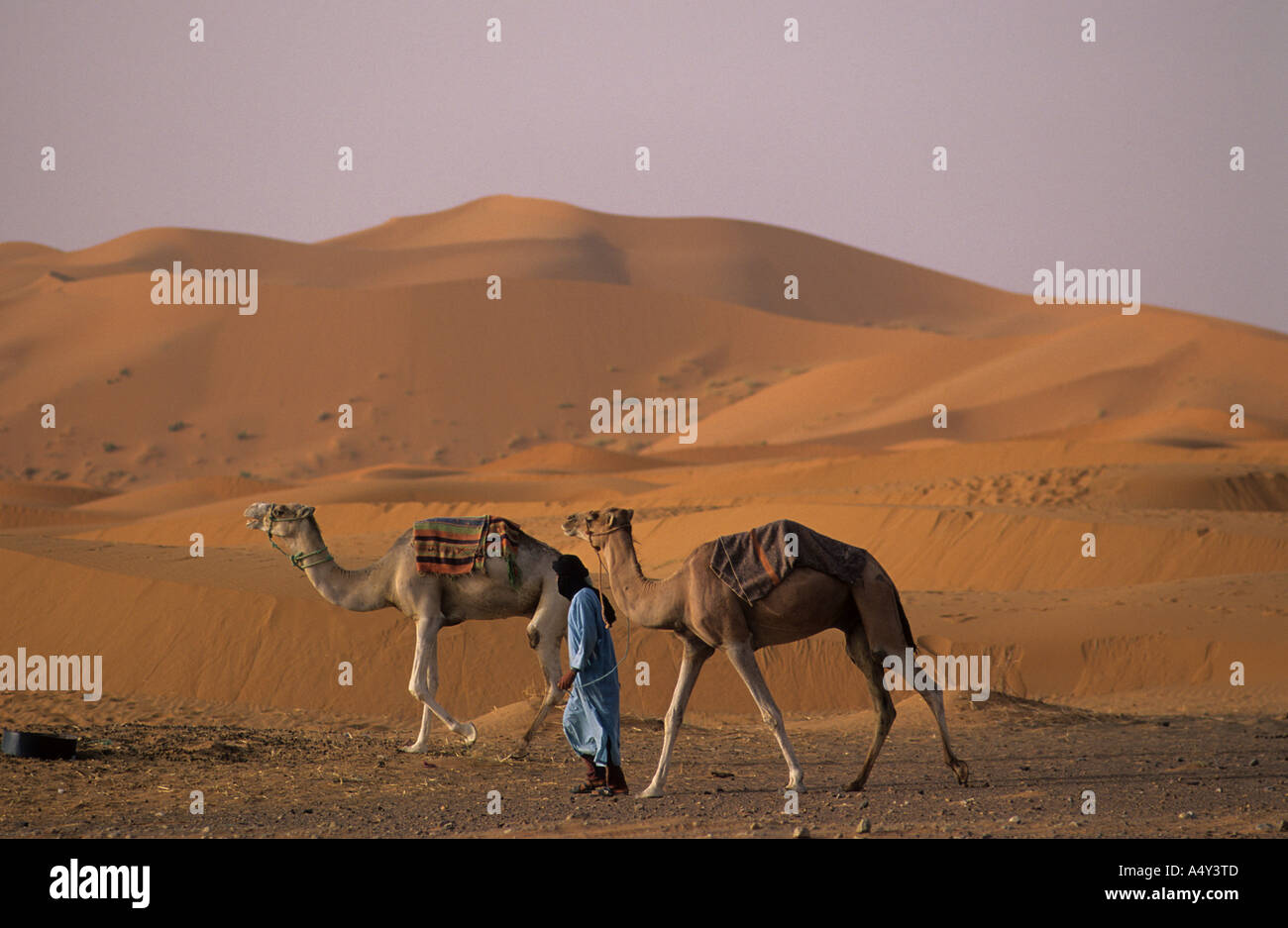 Berber tribe camels hi-res stock photography and images - Alamy