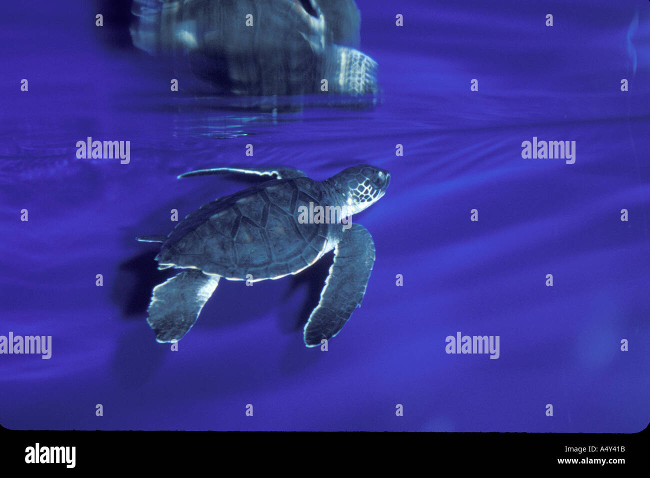 Green Sea Turtle Chelonia mydas swimming reptile carapace endangered ...