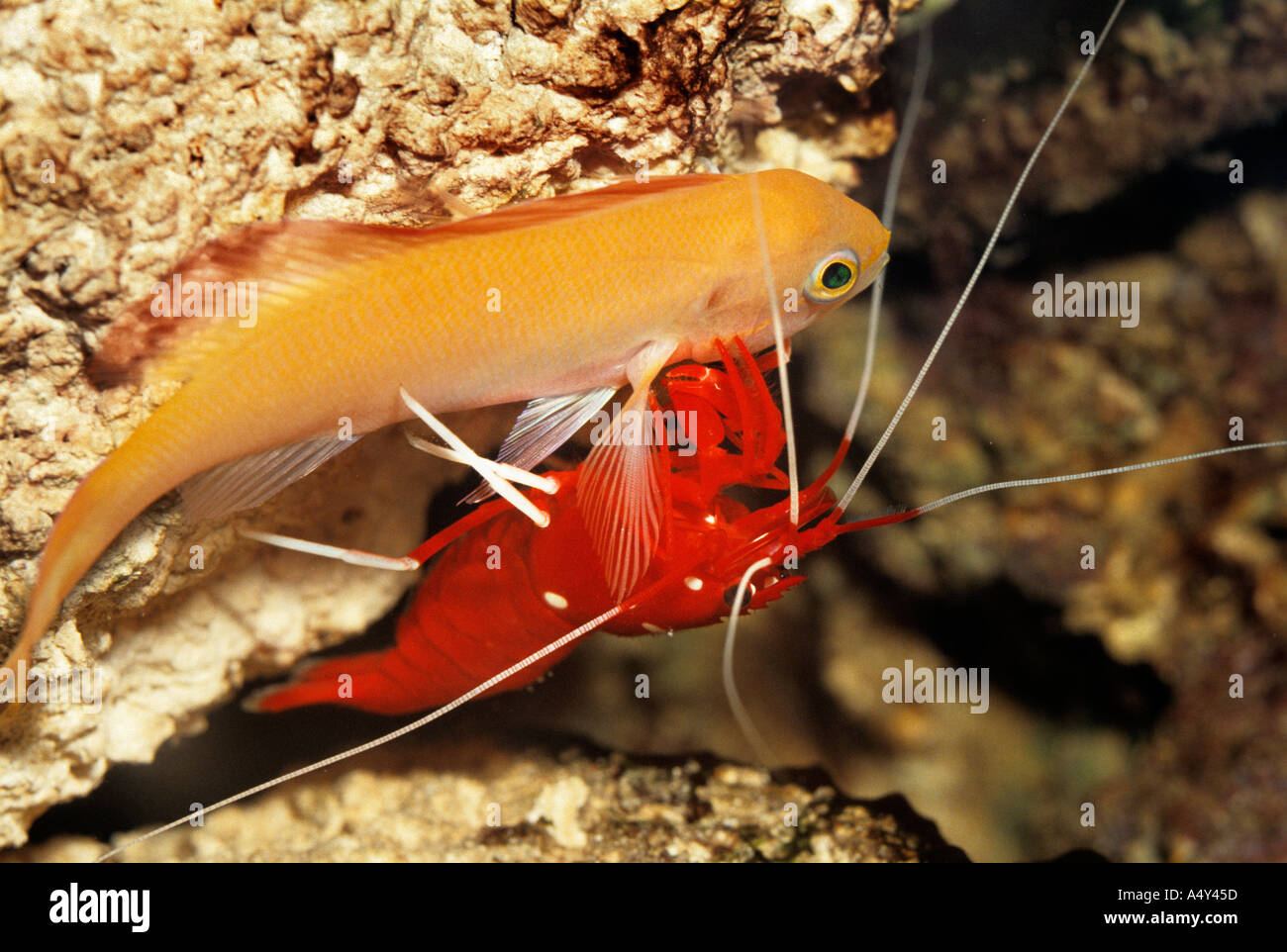 Blood or Fire Shrimp Lysmata debelius native of Indo-Pacific oceans ...