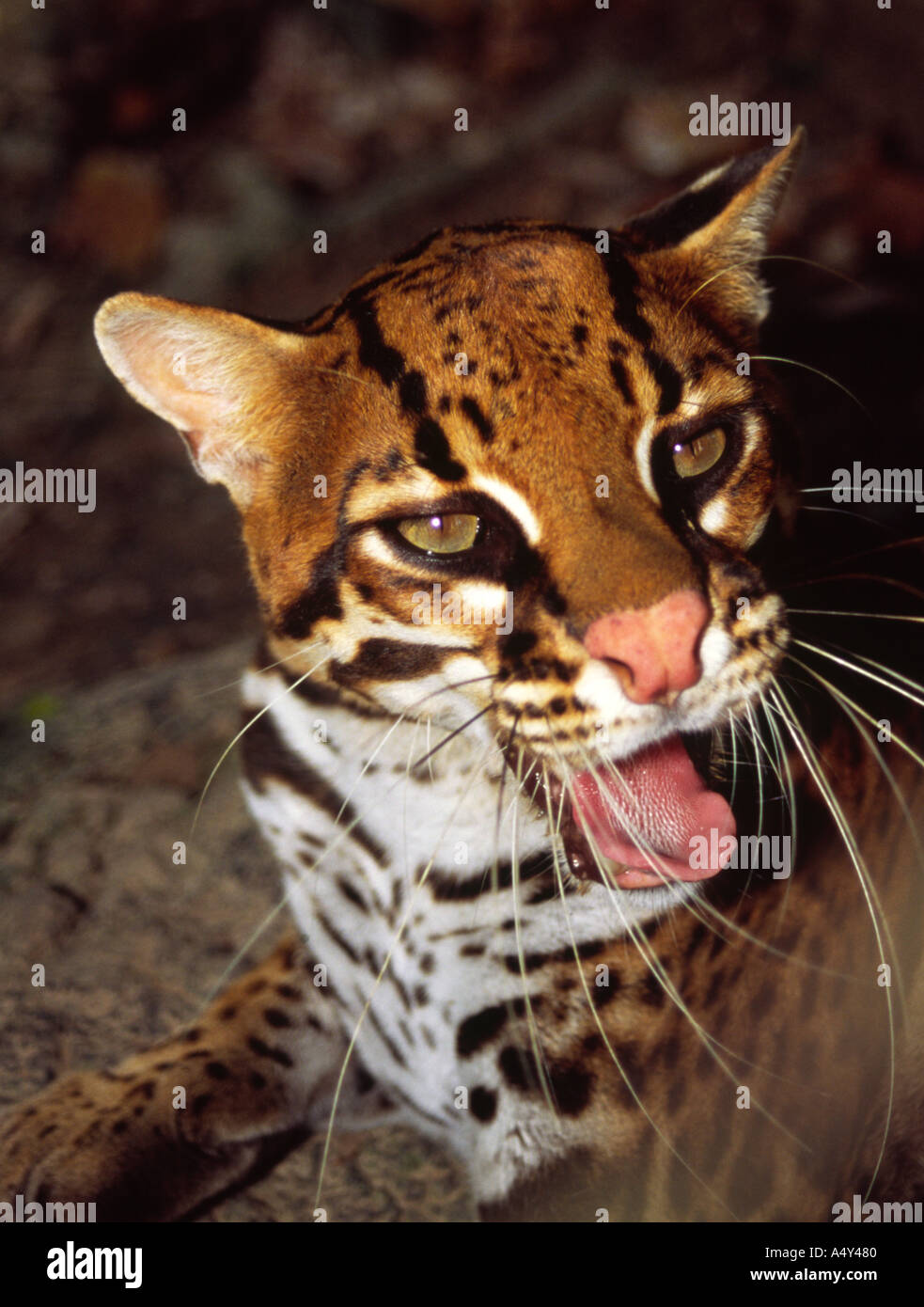 Ocelot amazon hi-res stock photography and images - Alamy