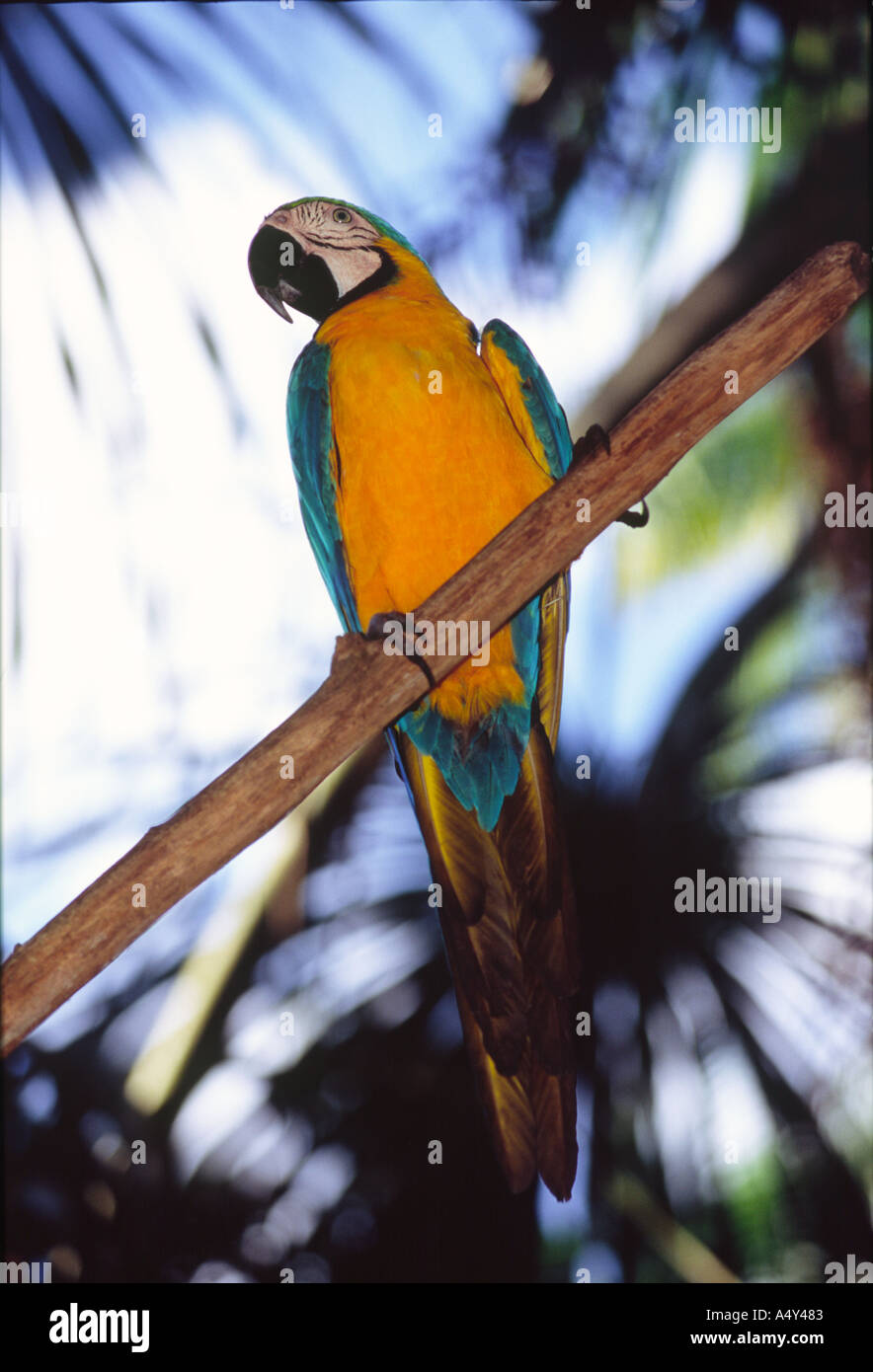 Colombia bird fauna hi-res stock photography and images - Alamy
