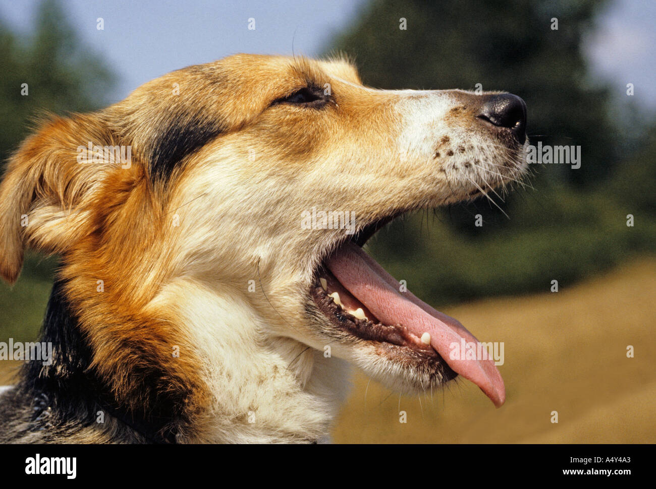 Dog panting UK Stock Photo - Alamy