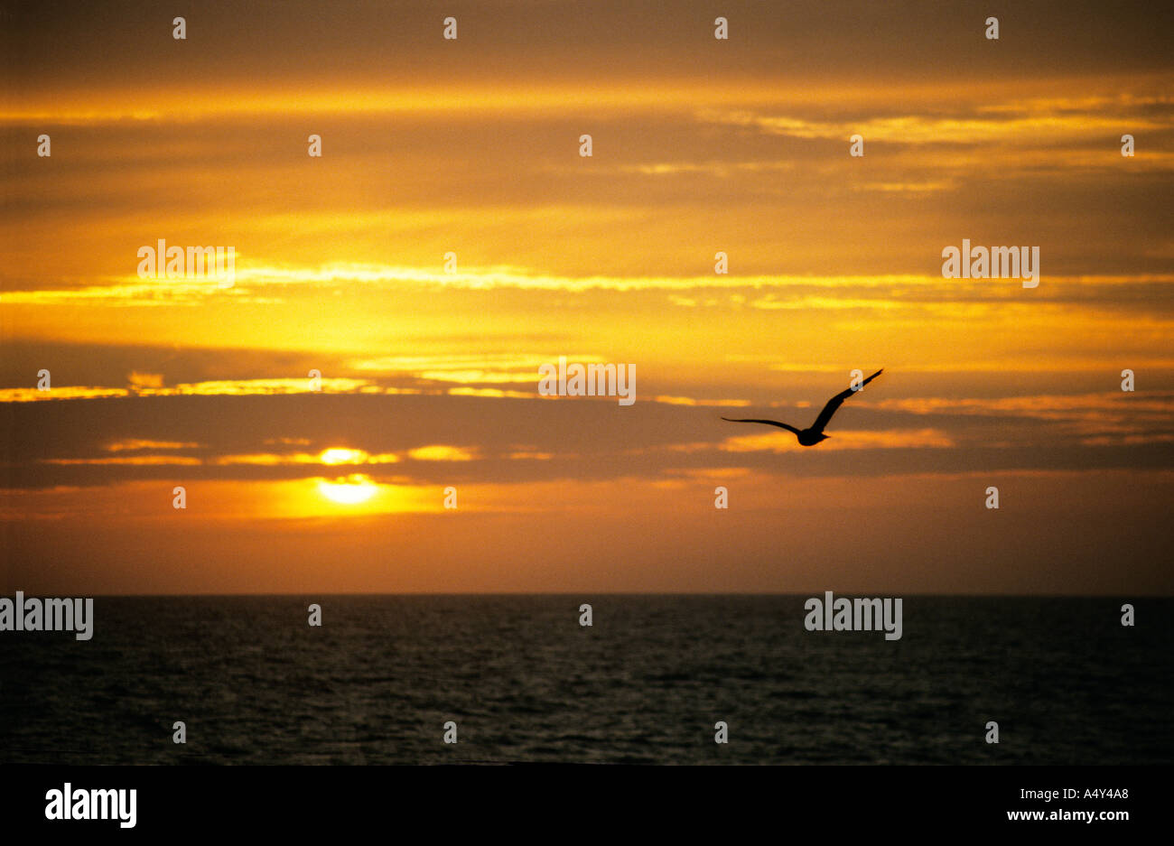 Welsh sea bird hi-res stock photography and images - Alamy