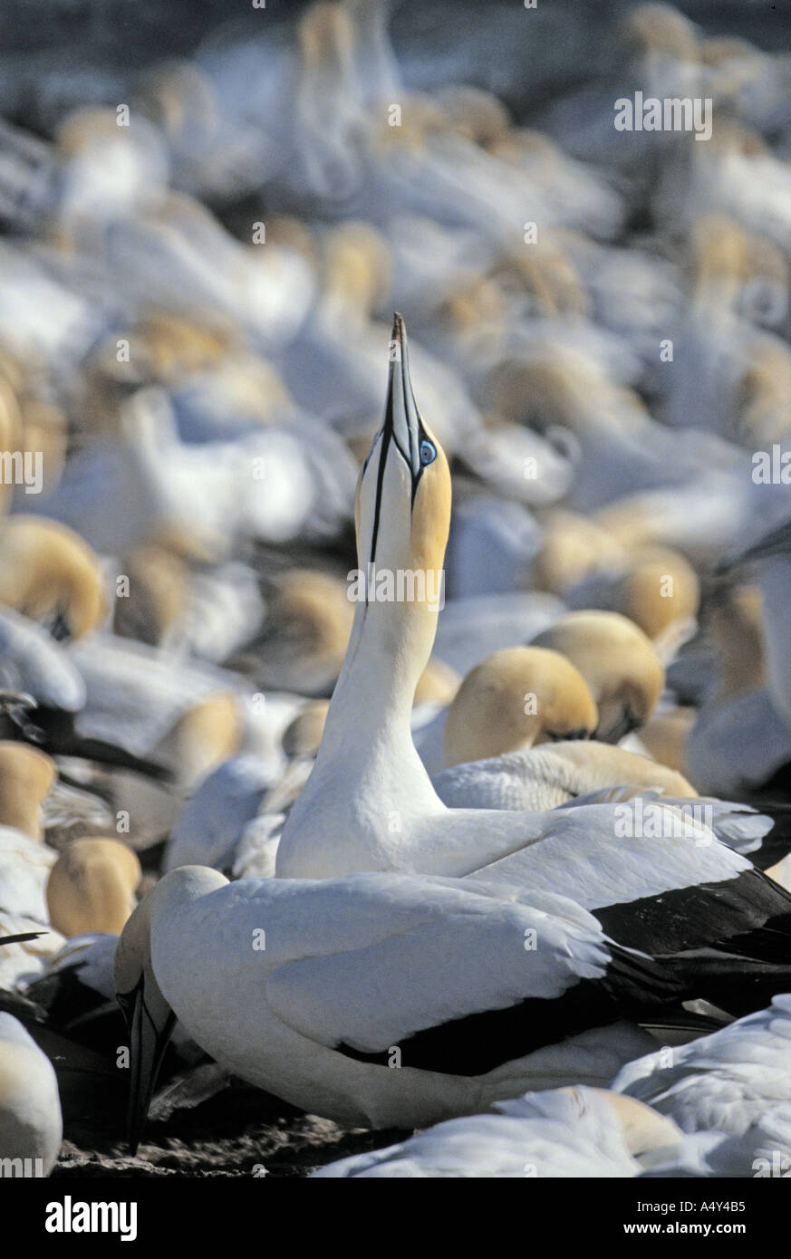 Cape Gannet Morus capensis in colony South Africa Stock Photo - Alamy
