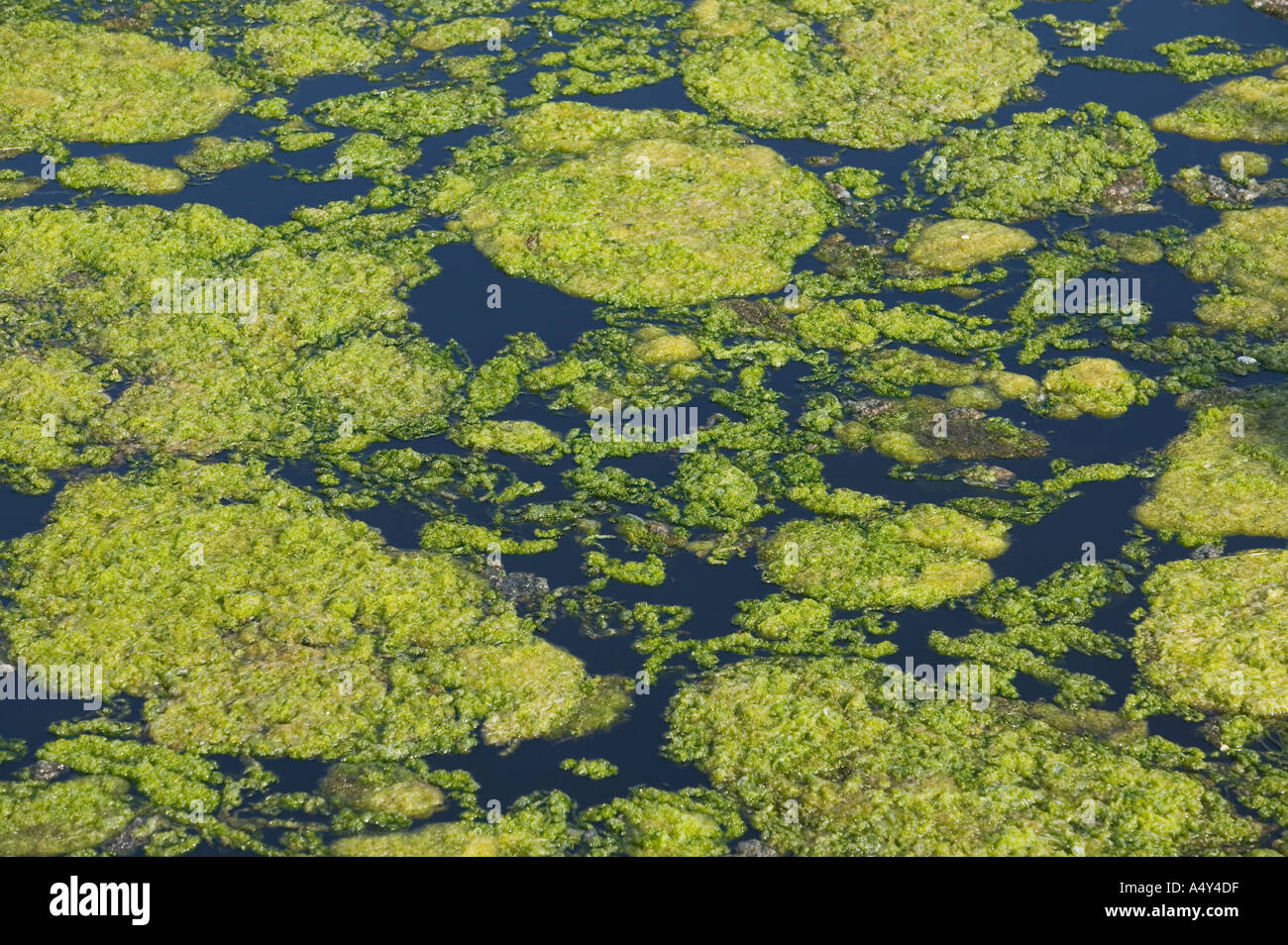 Algal mat hi-res stock photography and images - Alamy