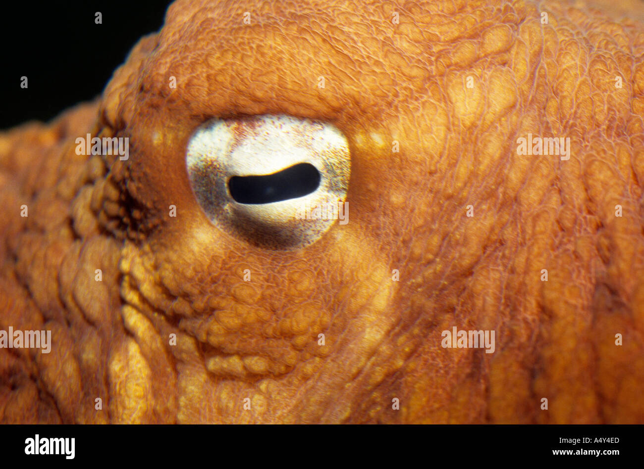 Octopus eye hi-res stock photography and images - Alamy