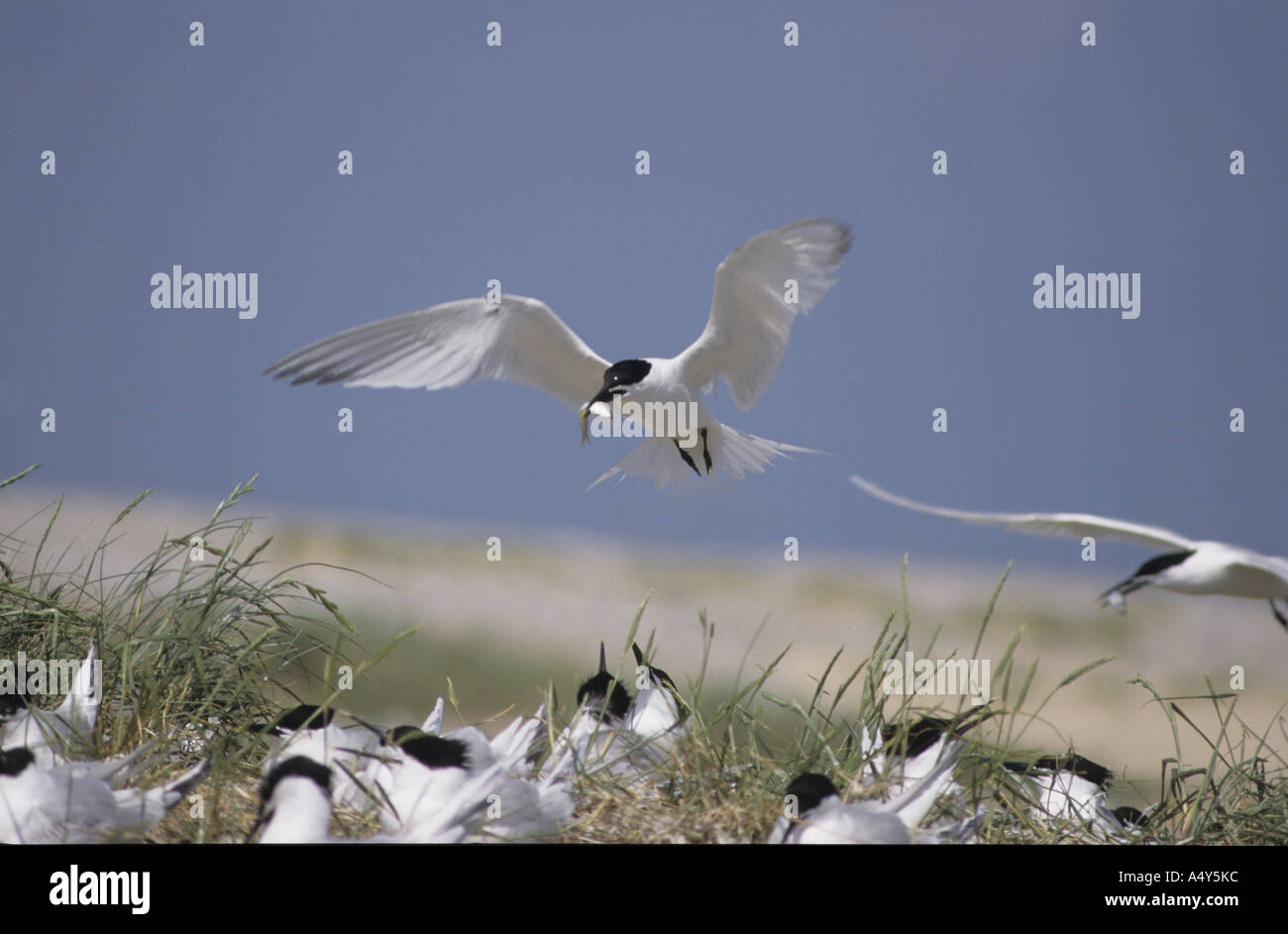 Sandwich terns sterna sandvichensis colony during breeding season with ...