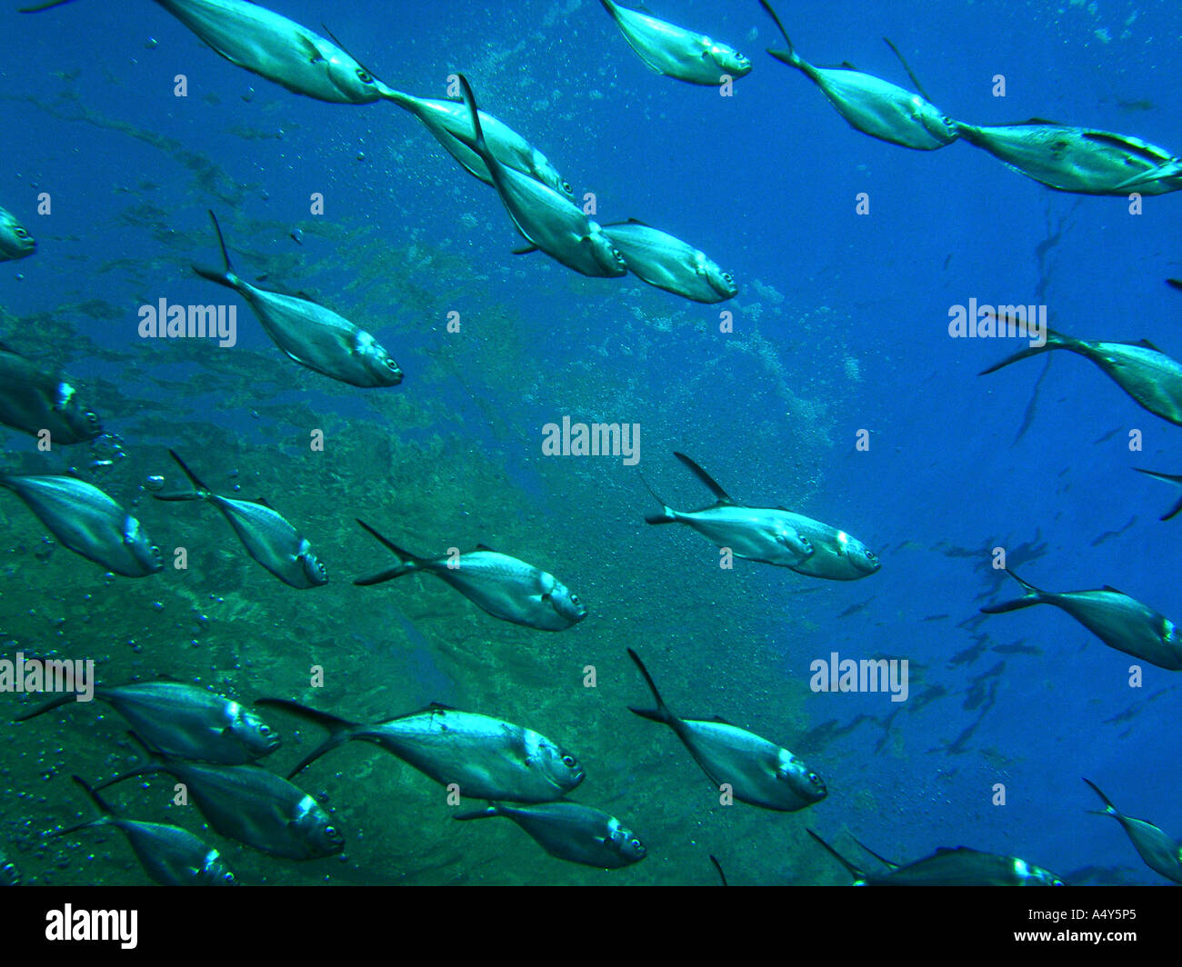 Reef dwelling fish hi-res stock photography and images - Alamy