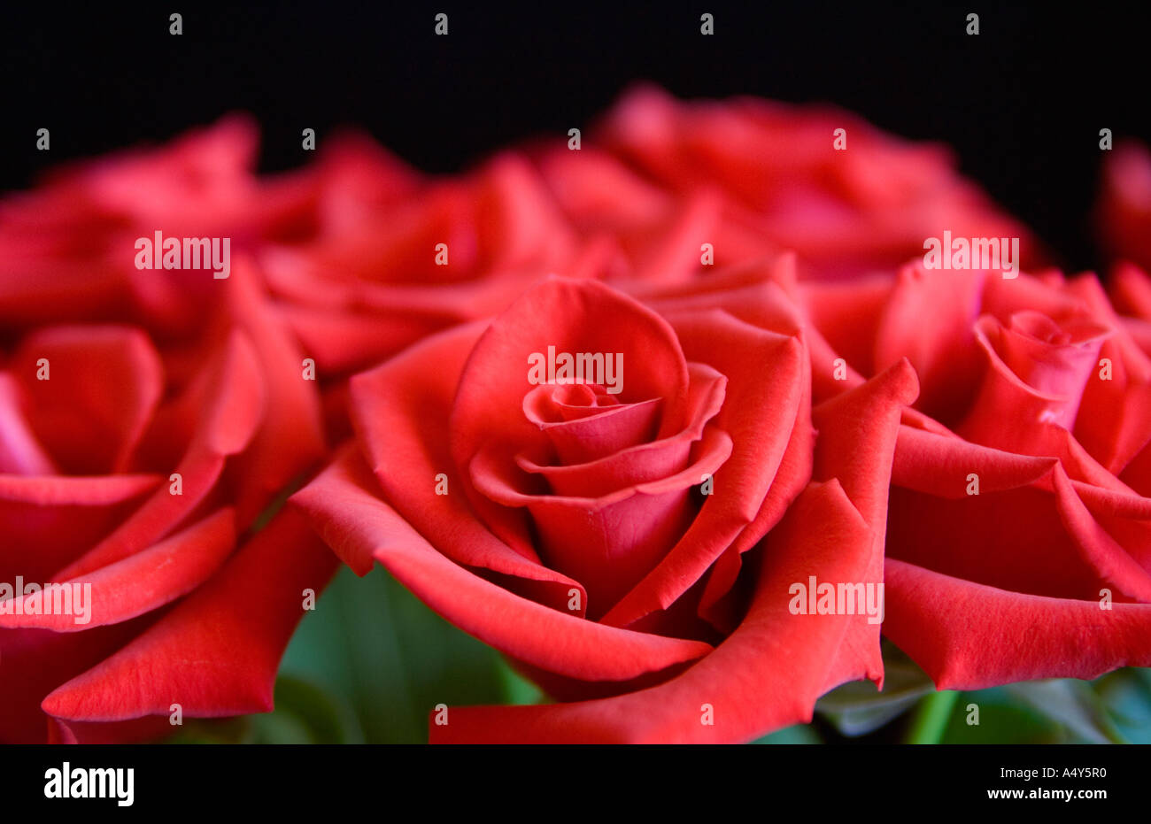 Dozen roses hi-res stock photography and images - Alamy
