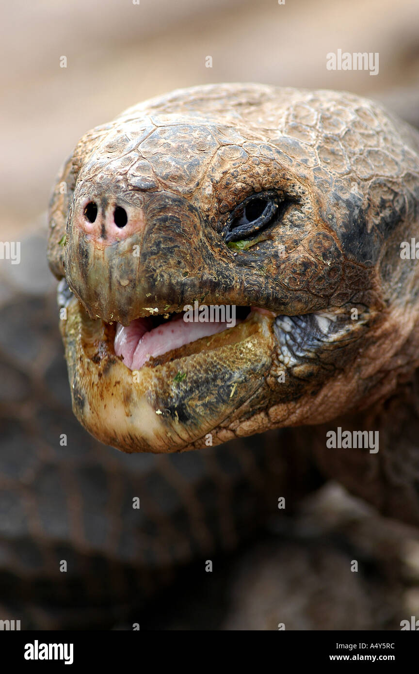 Territorial tortoise hi-res stock photography and images - Alamy