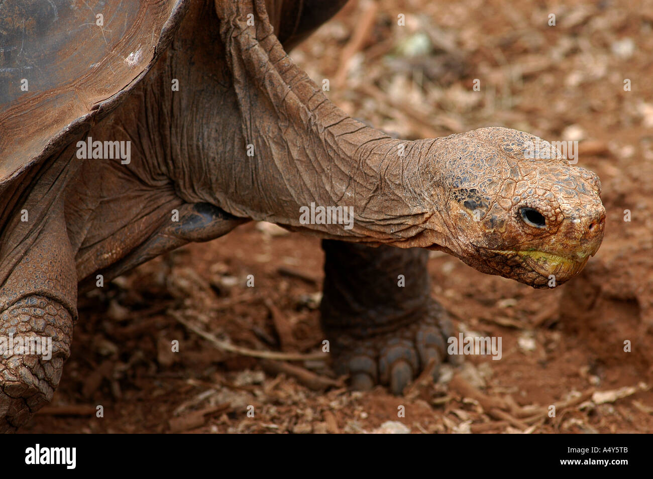 Galapagos Long Neck Tortoise High Resolution Stock Photography and ...