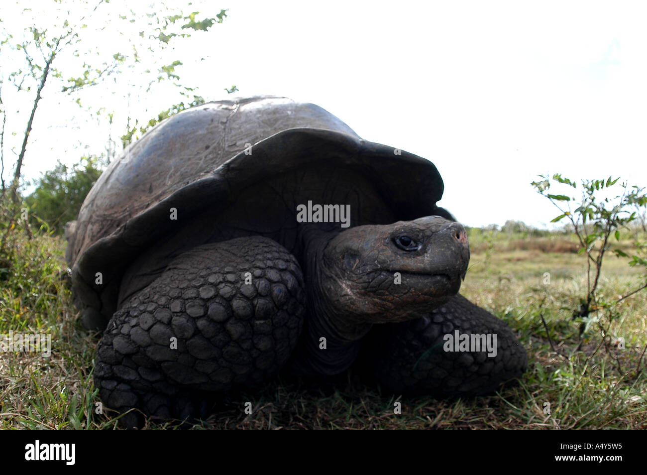 Darwin portrait funny hi-res stock photography and images - Alamy
