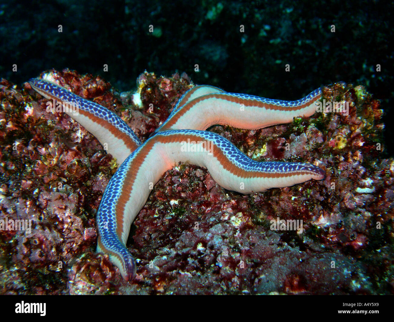 Starfish underwater hi-res stock photography and images - Alamy