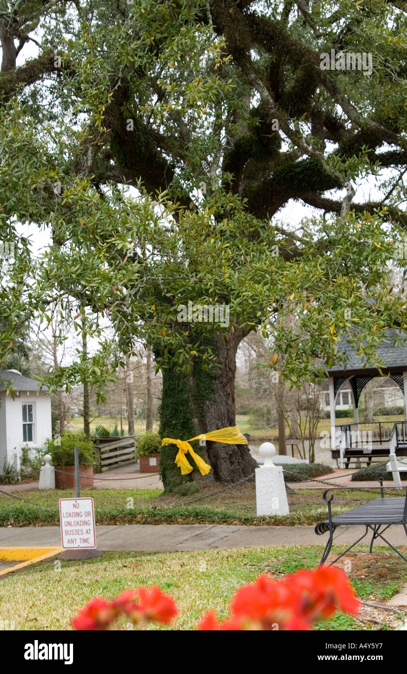 Evangeline Oak St Martinville LA USA Stock Photo - Alamy