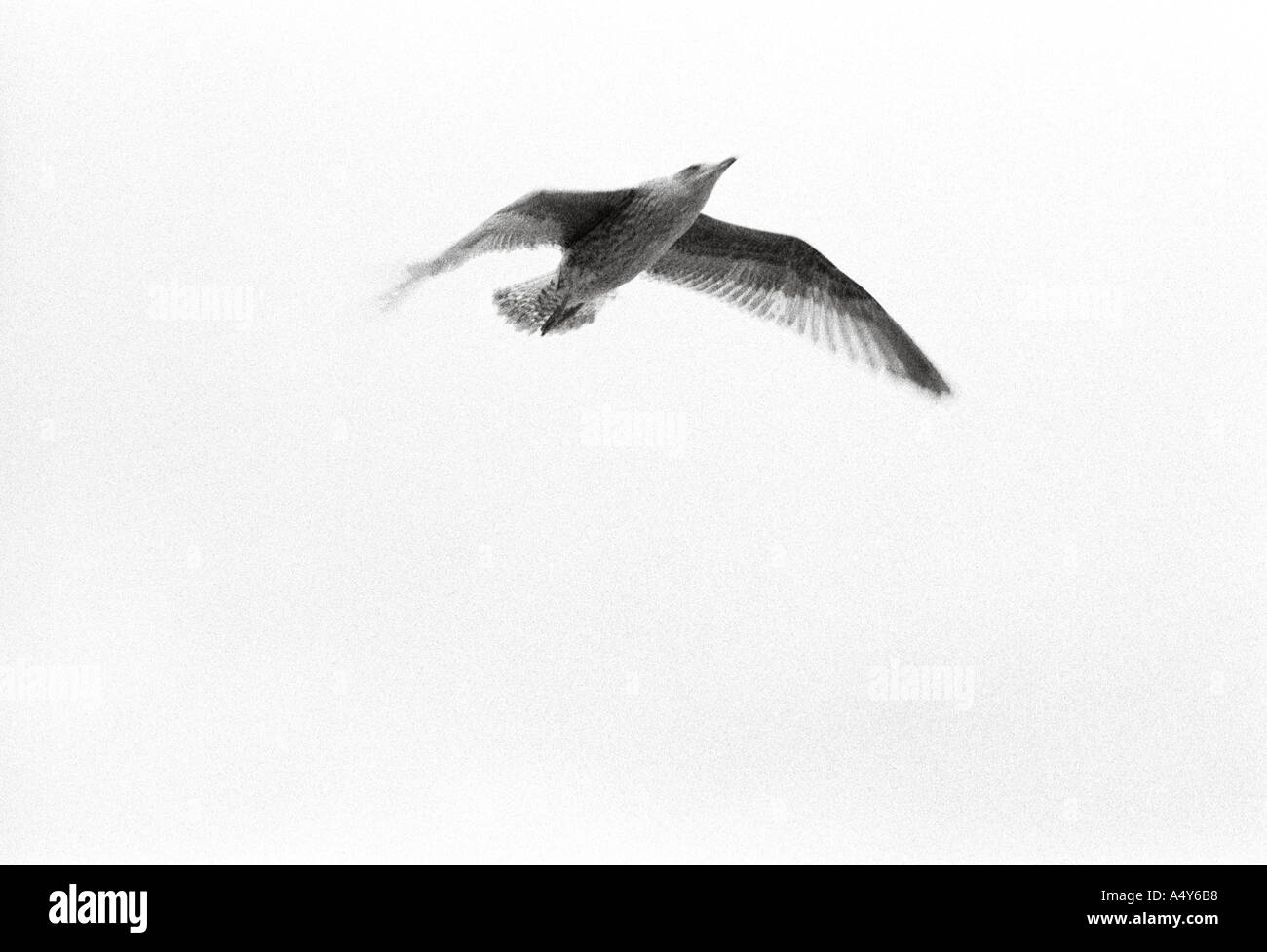 single bird overhead in sky in black and white Stock Photo - Alamy