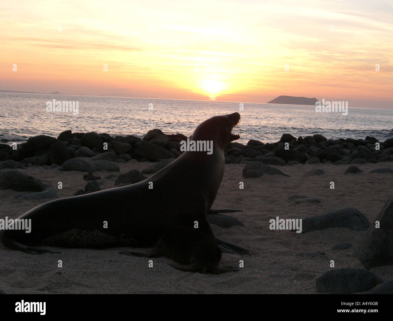 Seal pose galapagos tourism animals hi-res stock photography and images ...