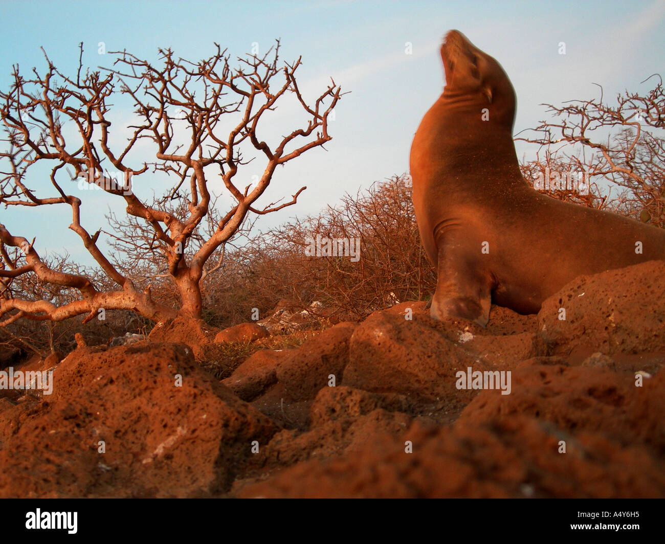 Seal pose galapagos tourism animals hi-res stock photography and images - Alamy