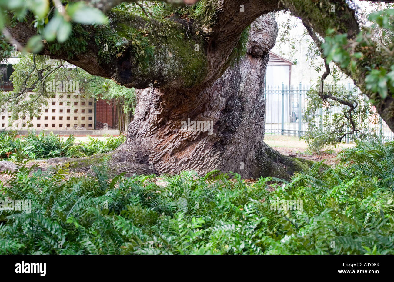 Live Oak, St John Cathedral Stock Photo - Alamy
