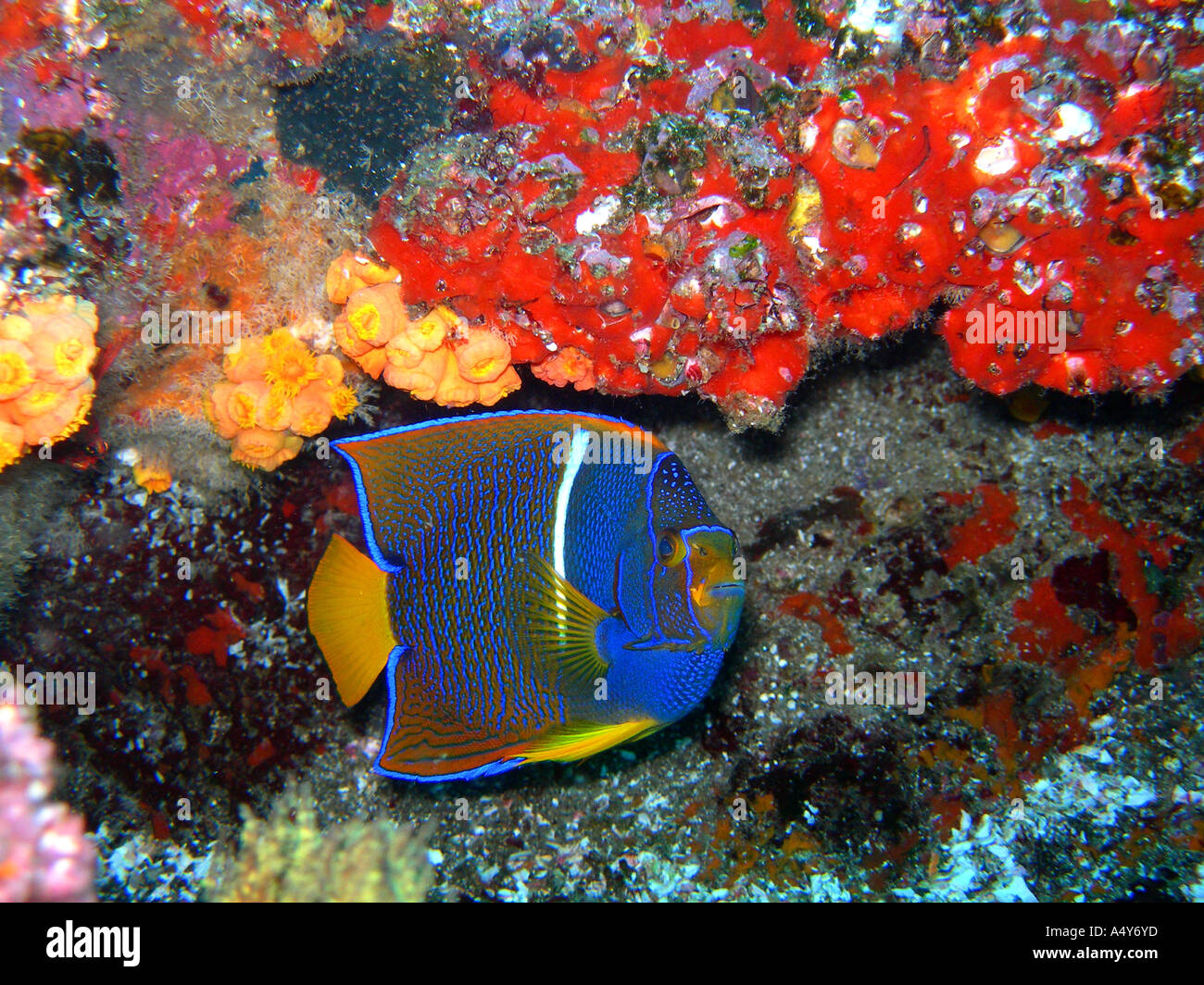 King angelfish hi-res stock photography and images - Alamy