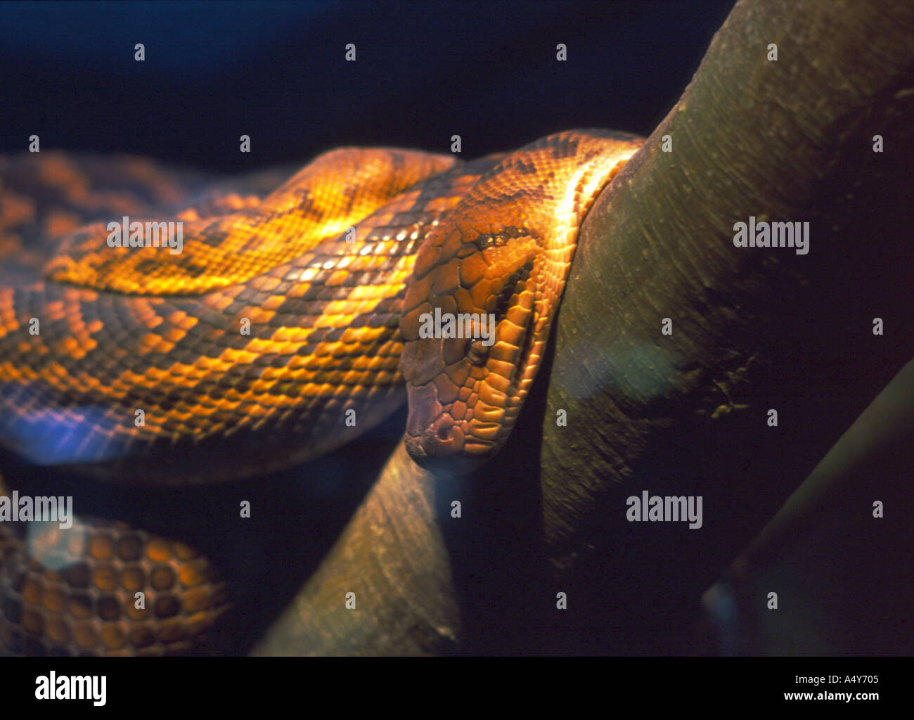 Carpet python head hi-res stock photography and images - Alamy