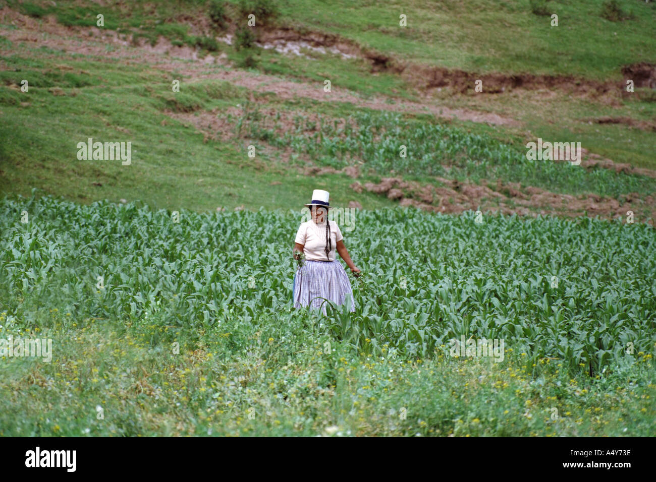 Peruvian woman farming hi-res stock photography and images - Alamy