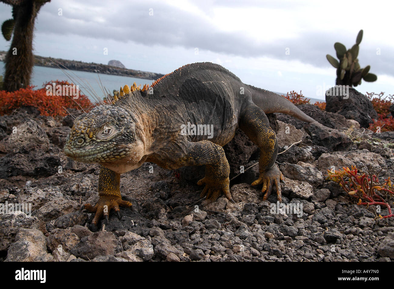 Parkendemic hi-res stock photography and images - Alamy
