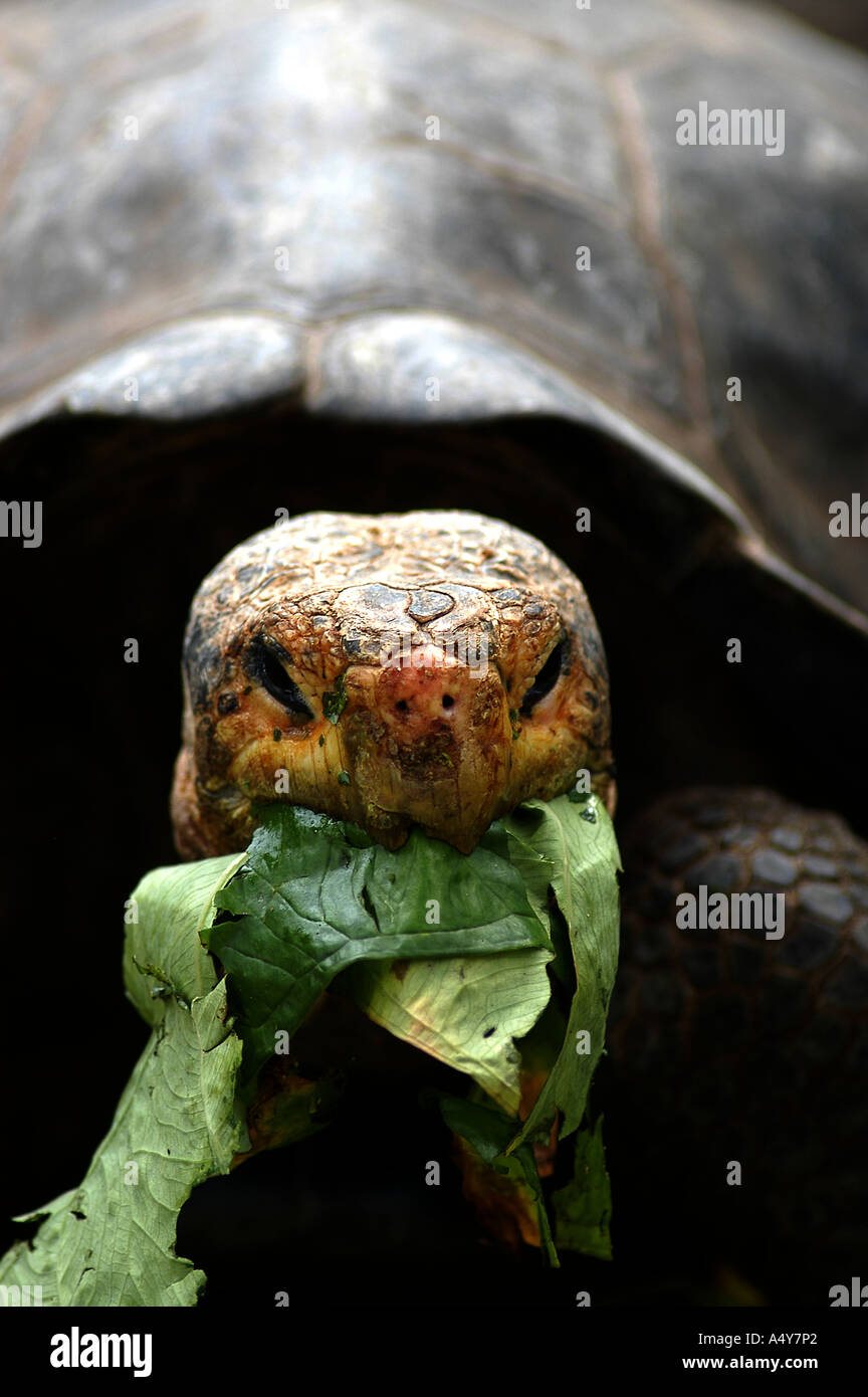 Tortuga territorial hi-res stock photography and images - Alamy