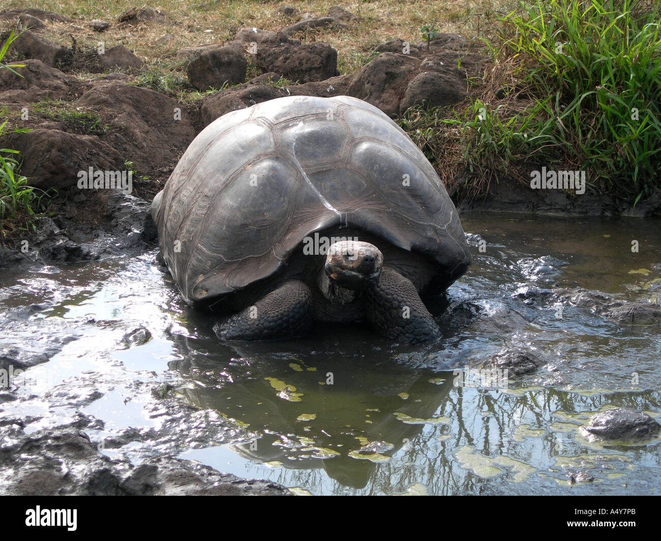 Tortuga territorial hi-res stock photography and images - Alamy