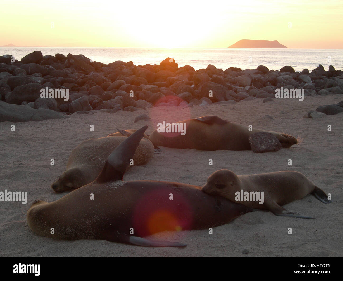 Galapagos sea lions Stock Photo - Alamy