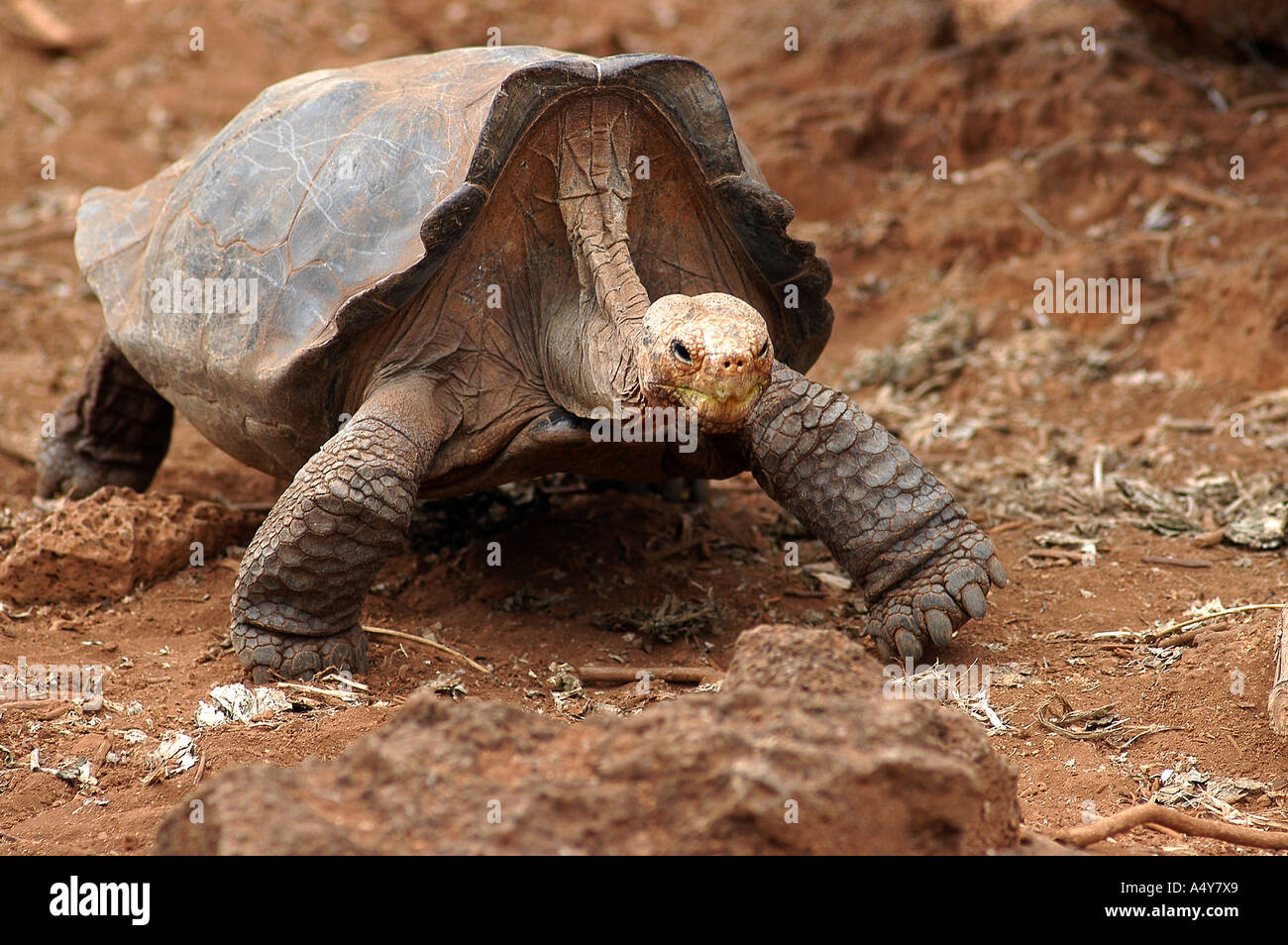 galapagos giant tortoise Stock Photo - Alamy