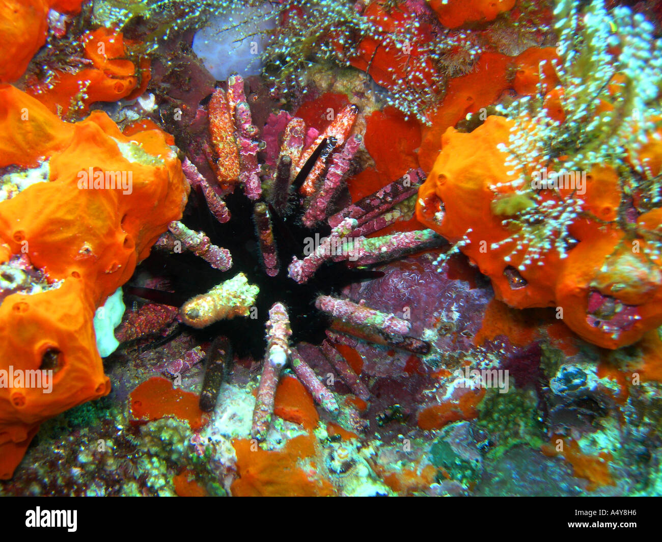Needle coral hi-res stock photography and images - Alamy