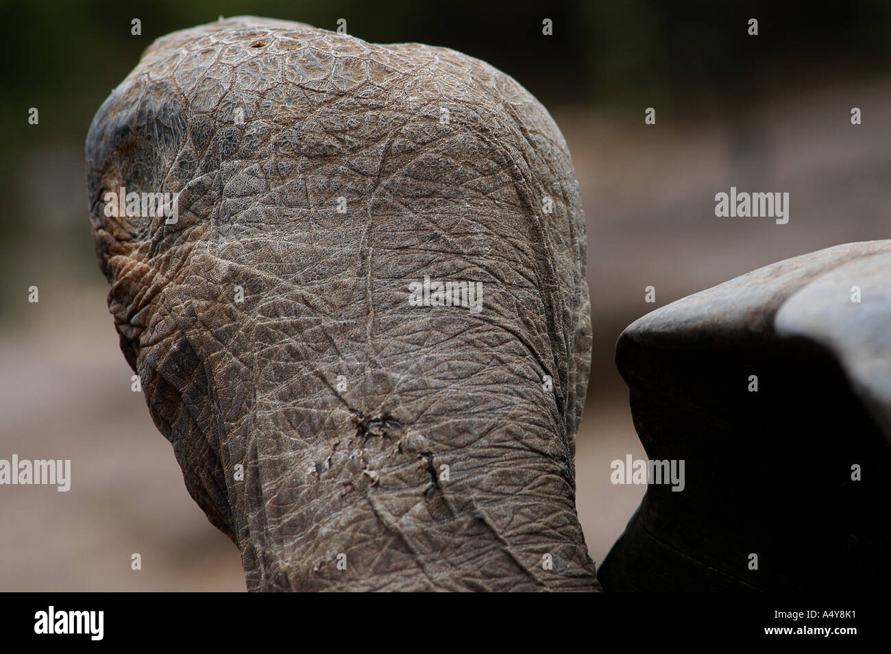 animal strange unusual Stock Photo - Alamy