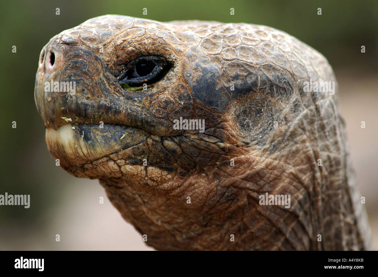 animal head tortoise Stock Photo - Alamy