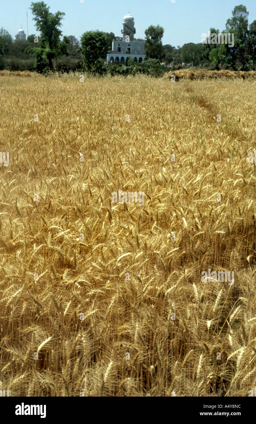 Punjab wheat hi-res stock photography and images - Alamy