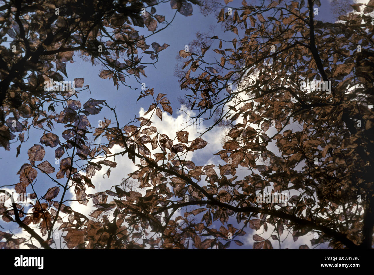 Insect infected trees Stock Photo - Alamy