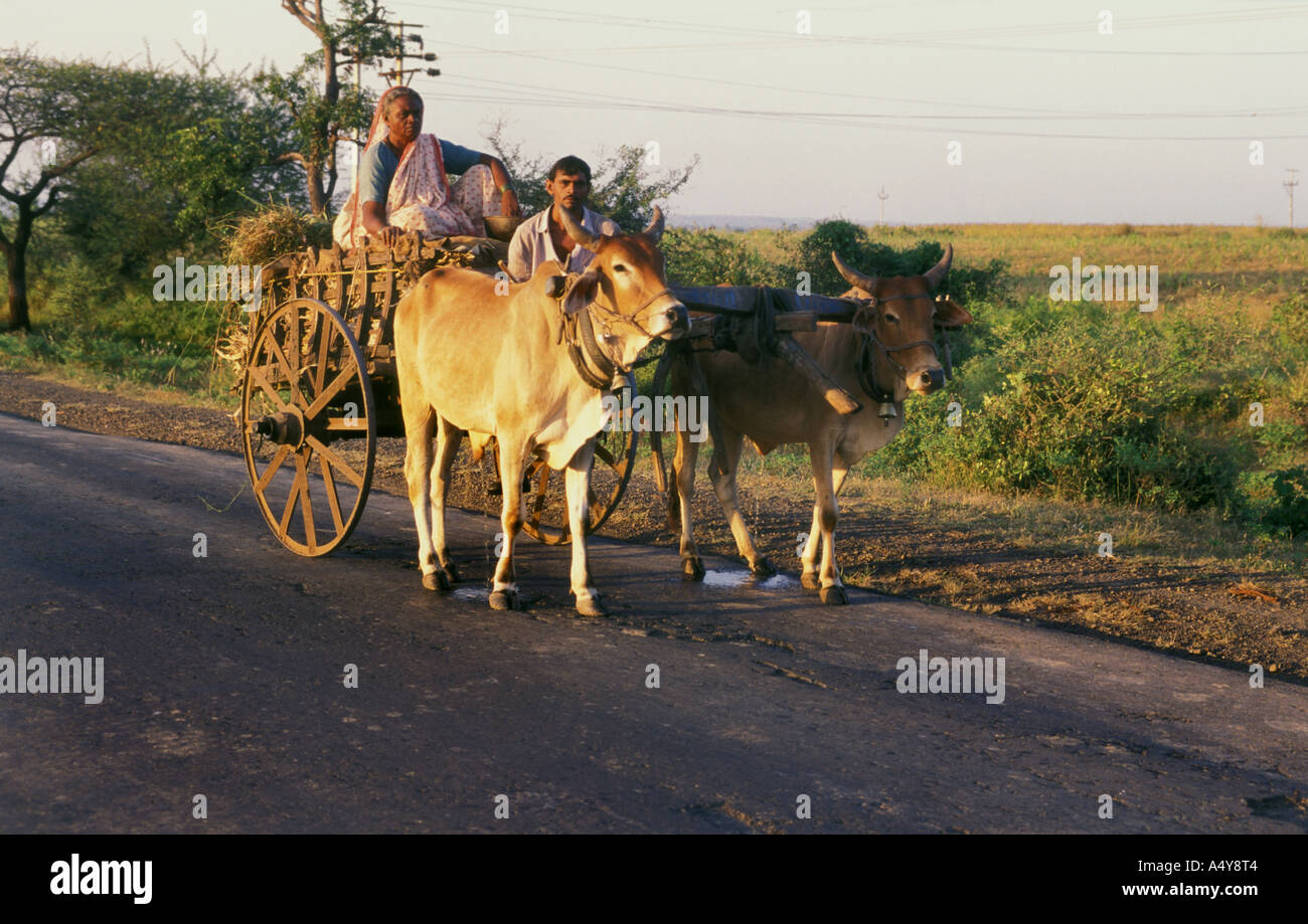 Bull pulling cart hi-res stock photography and images - Alamy