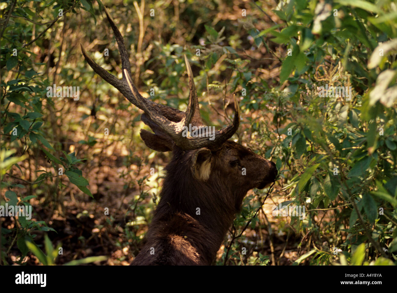Barasingha stag hi-res stock photography and images - Alamy